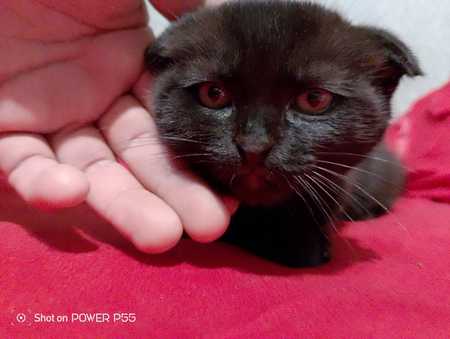 Продаётся котёнок Молли ждёт добрых людей