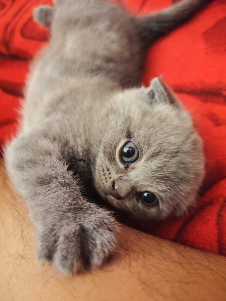 СРОЧНО! Продаются котята Скоттиш Фолд и Скоттиш Страйт!