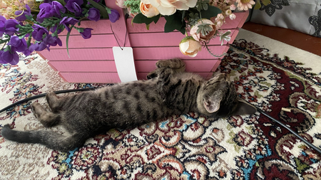 Котёнок мальчик 2 месяца