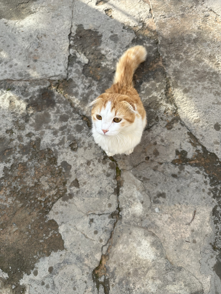 Muwu zoti toza sotiladi