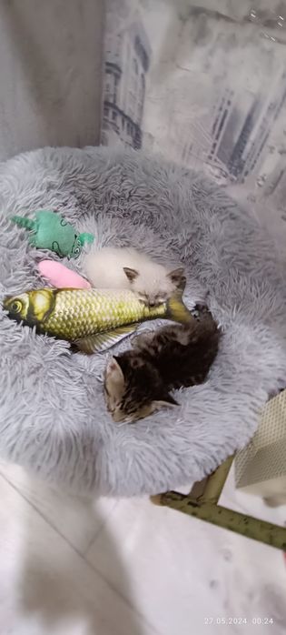 Котята мальчики от сиамской кошки