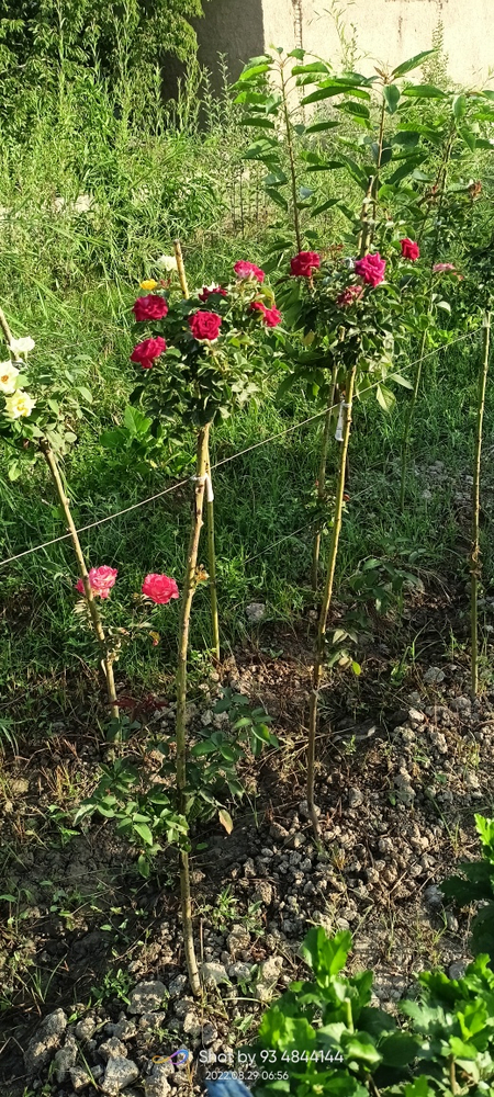 Shtampoviy atirgullar