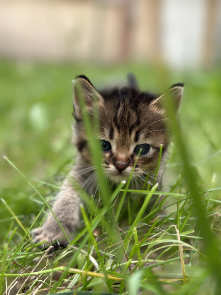 Котёнок мальчик