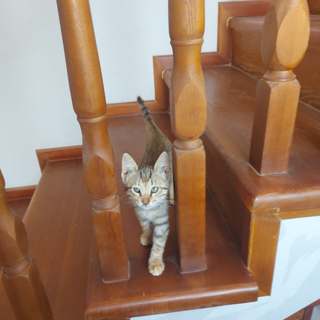 Даром     котята