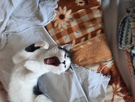 Отдам бесплатно кошку