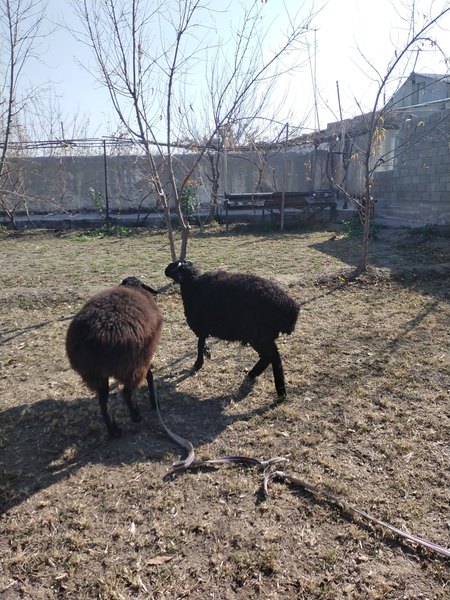 Qochqor quylar sotiladi