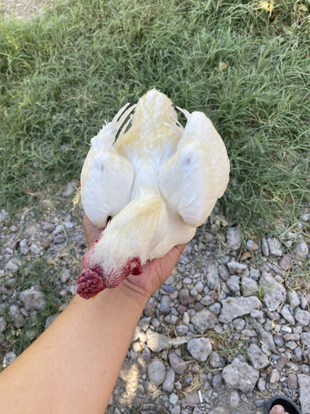 Ko shamo sotiladi 1+2 privaznoy tozalari