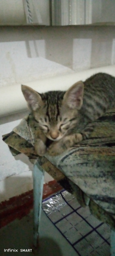 Котята в хорошие и добрые руки!Яхши кулларга мушукчалар.