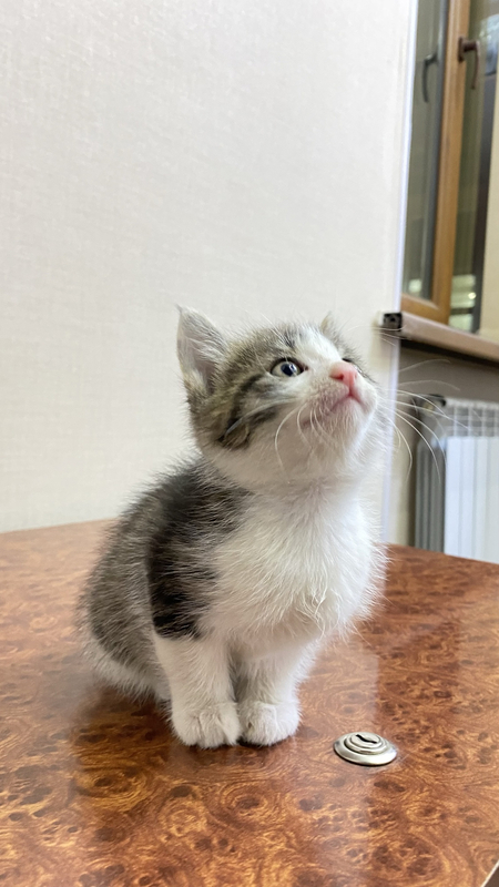 Mushukcha. Котёнок.