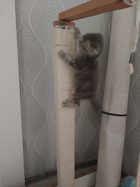 Породистые котята