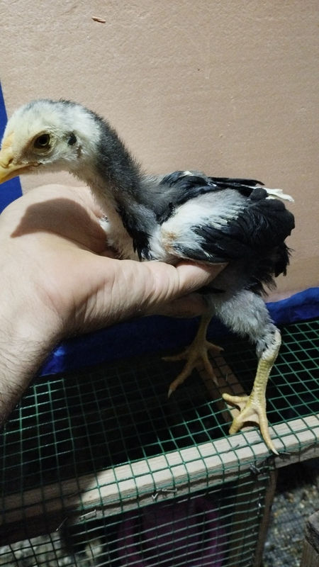 Dakan kares turk xoroz makyon jujalari bor