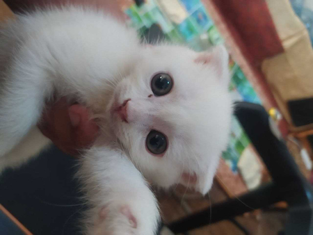 Mushuk Scotish fold 1 Oyli  Кошка Скотиш фолд 1 месяц