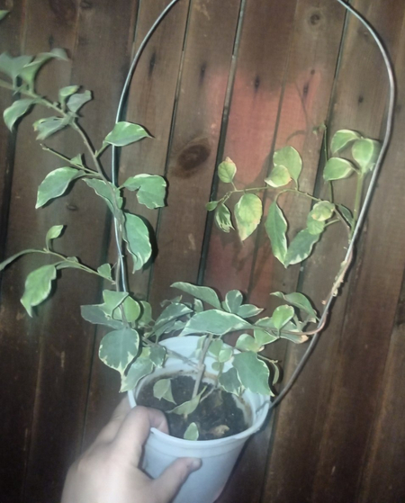 Продаю свои излишки