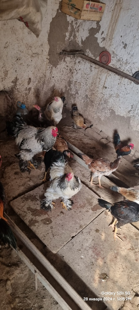 Brama endi chaqirgan xòrozla aniq zot