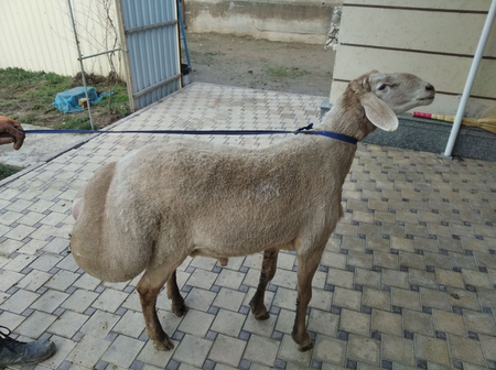 Qassoblik Hizmati