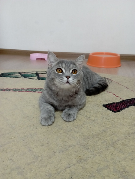 Британский кот продается