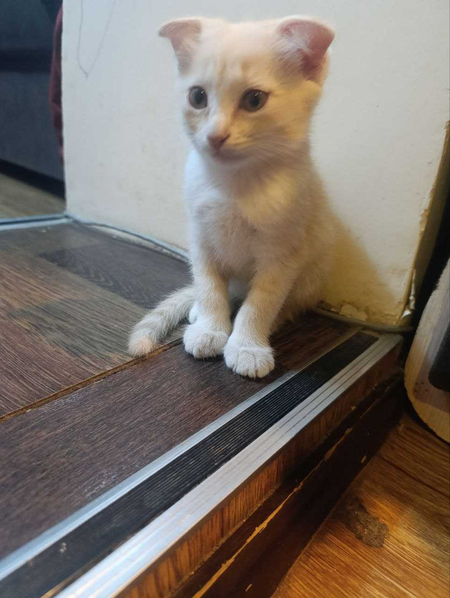 Продаются котята скоттиш фолд СРОЧНО