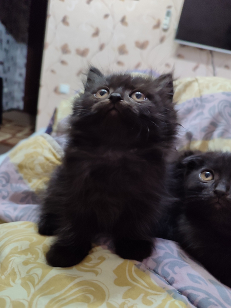 Скоттиш фолд скоттиш страйт