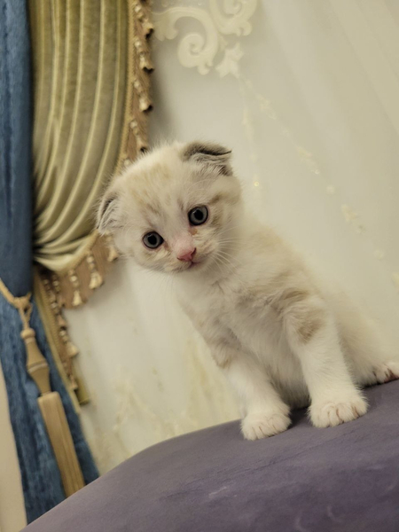 Продаётся котята