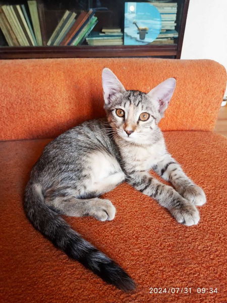 Котята в добрые руки. Смотрите фото