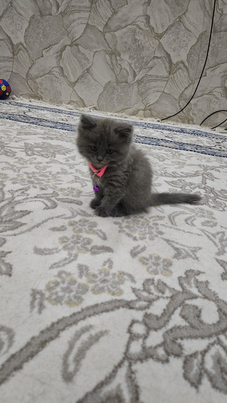Mushuk sotiladi galishib baramiz