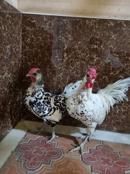 Yapon xoʻroz va tovuq sotiladi. Ikkalasi ham soʻglom . Tuxum qoʻyadi.