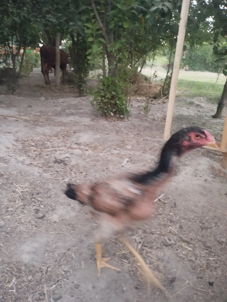 Kulangi mokyon sotiladi