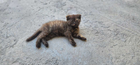 Породистые котята