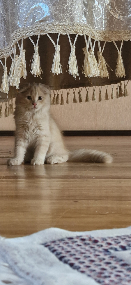 Вислоухий Котенок