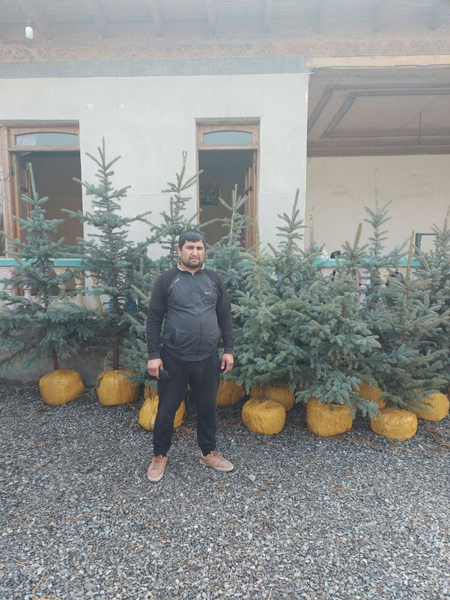 Голубой кипарис Аризониски хам бор