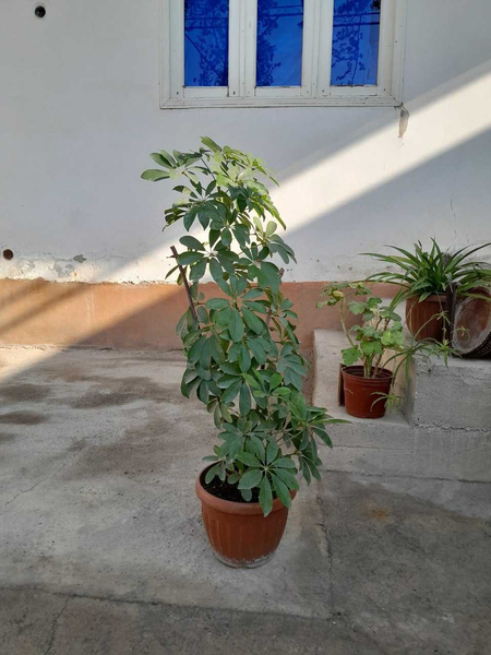 Xar xil gullar narxi rasimda