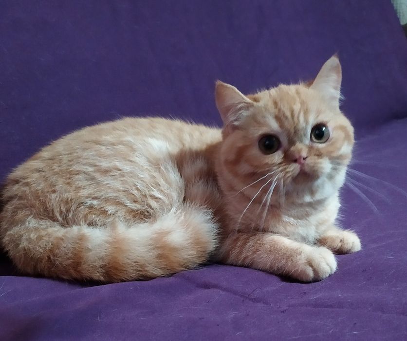 Чудесный мальчик скотиш страйт