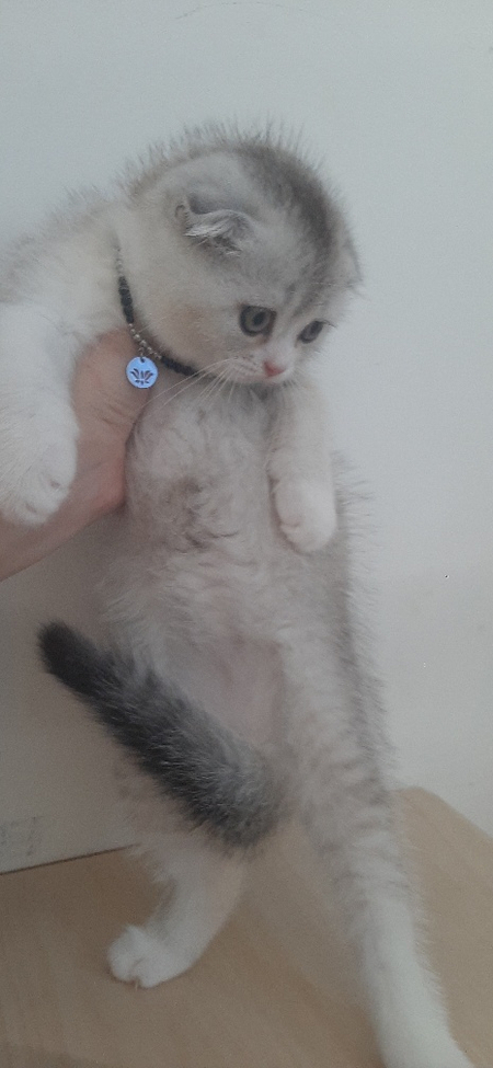 Крупный скоттиш фолд малыш