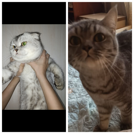 Скоттиш Фолд ( Серебристая Шиншилла)