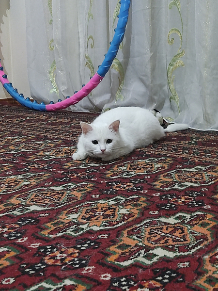 Домашний кошка 1,5 года