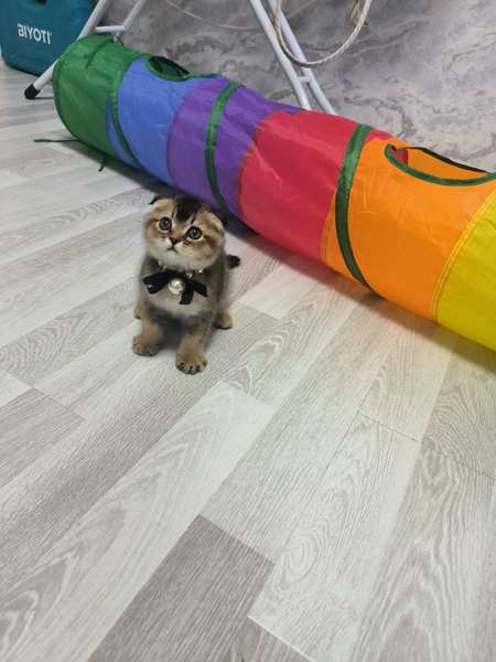Шикарные котята от правильной вязки