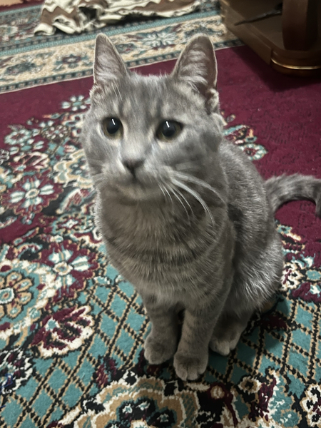 Кошка шотландскый фолд