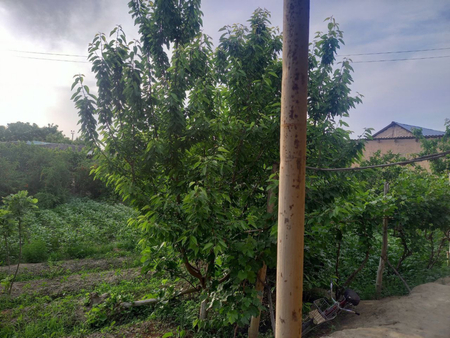 Dacha sotiladi . Navoiy shahar . 13 sotix . Kelishiladi . 499 mln.