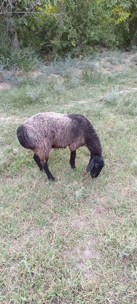 Qõylar sotiladi Qarshi