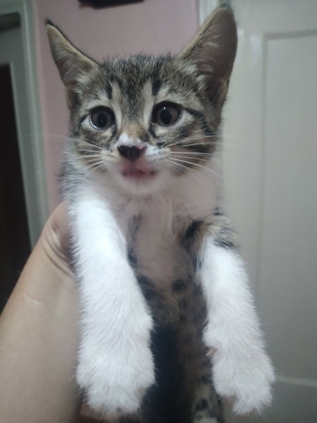 Котята в добрые руки! Домашние , ласковые и игровые, приучены к лотку