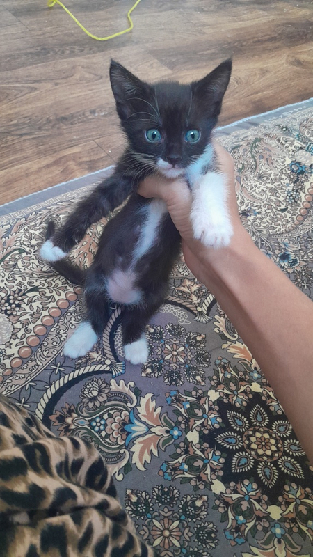 Котята домашние здоровые