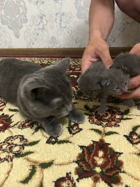 otasi,onasi va 3 bolasi 2 tasi qiz 1 tasi o'g'il