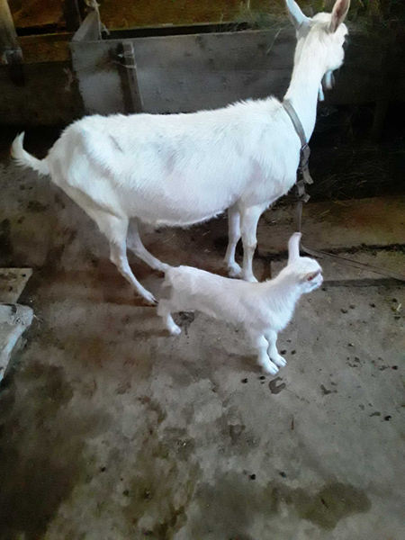 Toza zanin echki