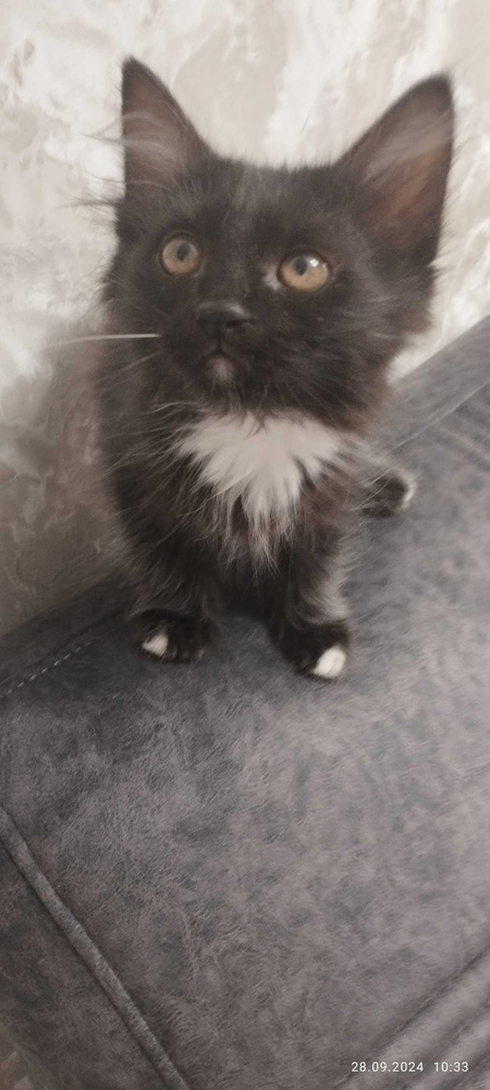 Котятки в добрые руки