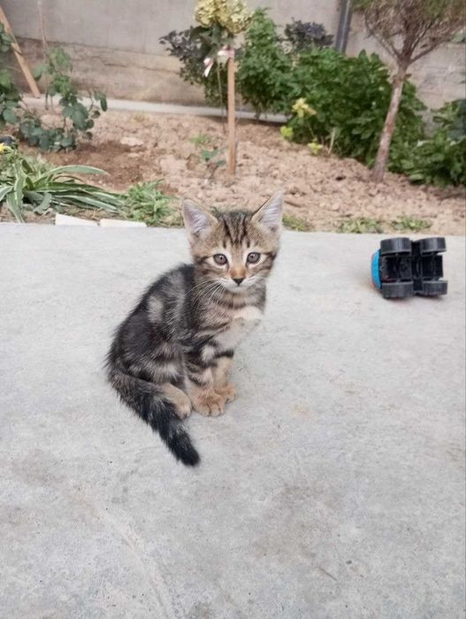 Котята отдам в добрые руки
