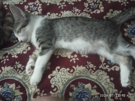 Пристраиваю котят в добрые руки.