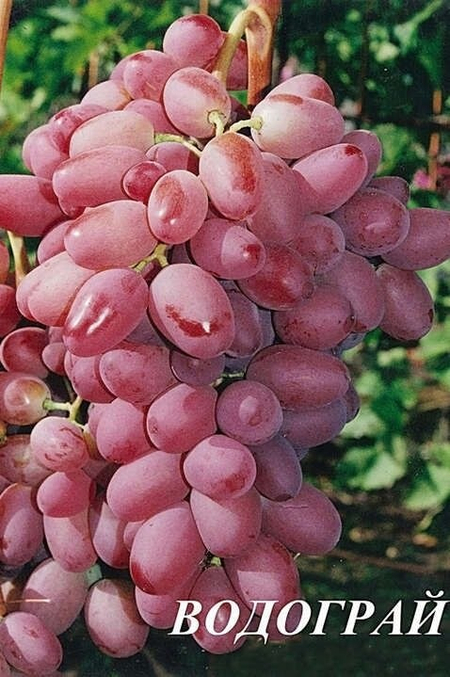 Avatar , xeloyin , Burgut til   va boshqa yangi uzum ko'chatlari bor