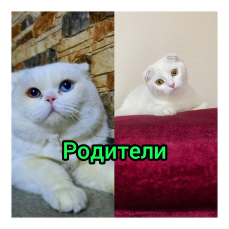 Продаётся котята Скотиш Фолд и Скотиш Страйт