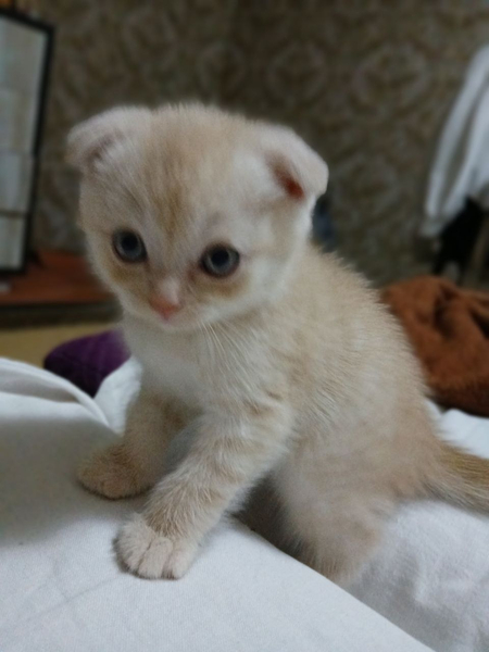 Котята породистые скоттиш фолдики и скоттиш страйт