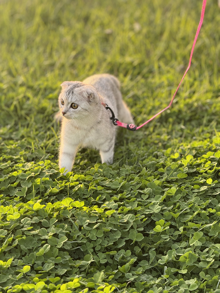 Вислоухая кошка девочка. Шиншила